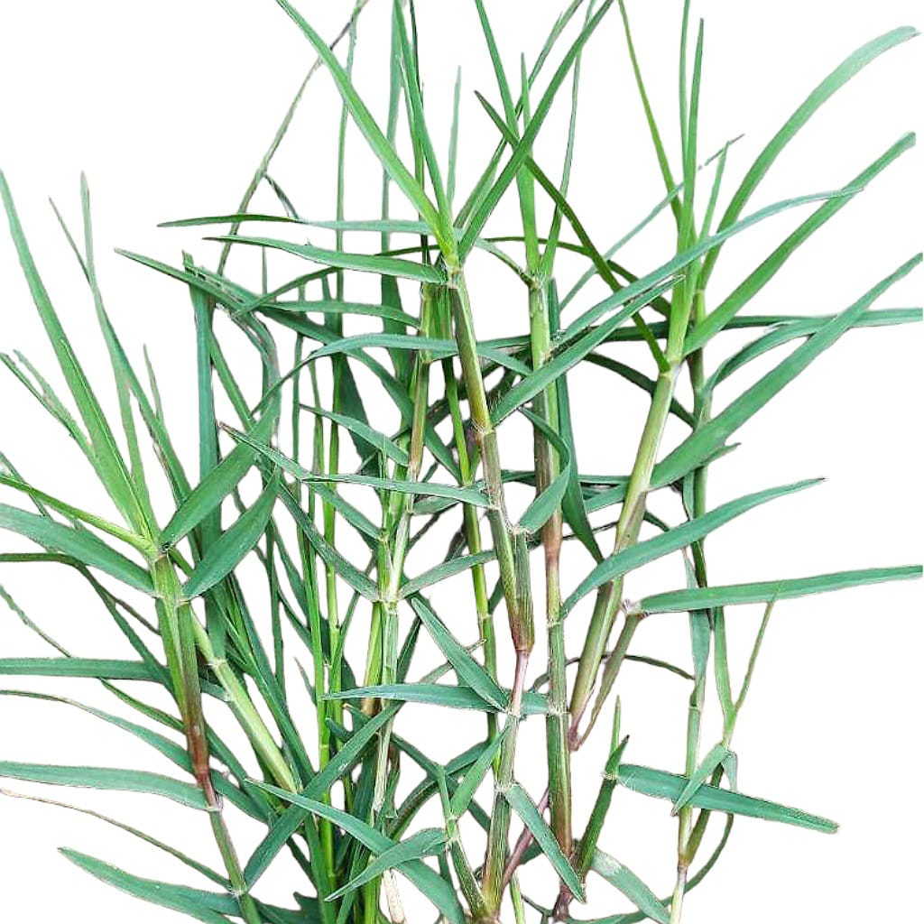 seedandplant.com – seed and plant