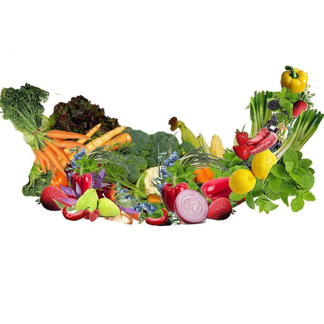 Vegetable - Open Pollination – seed and plant