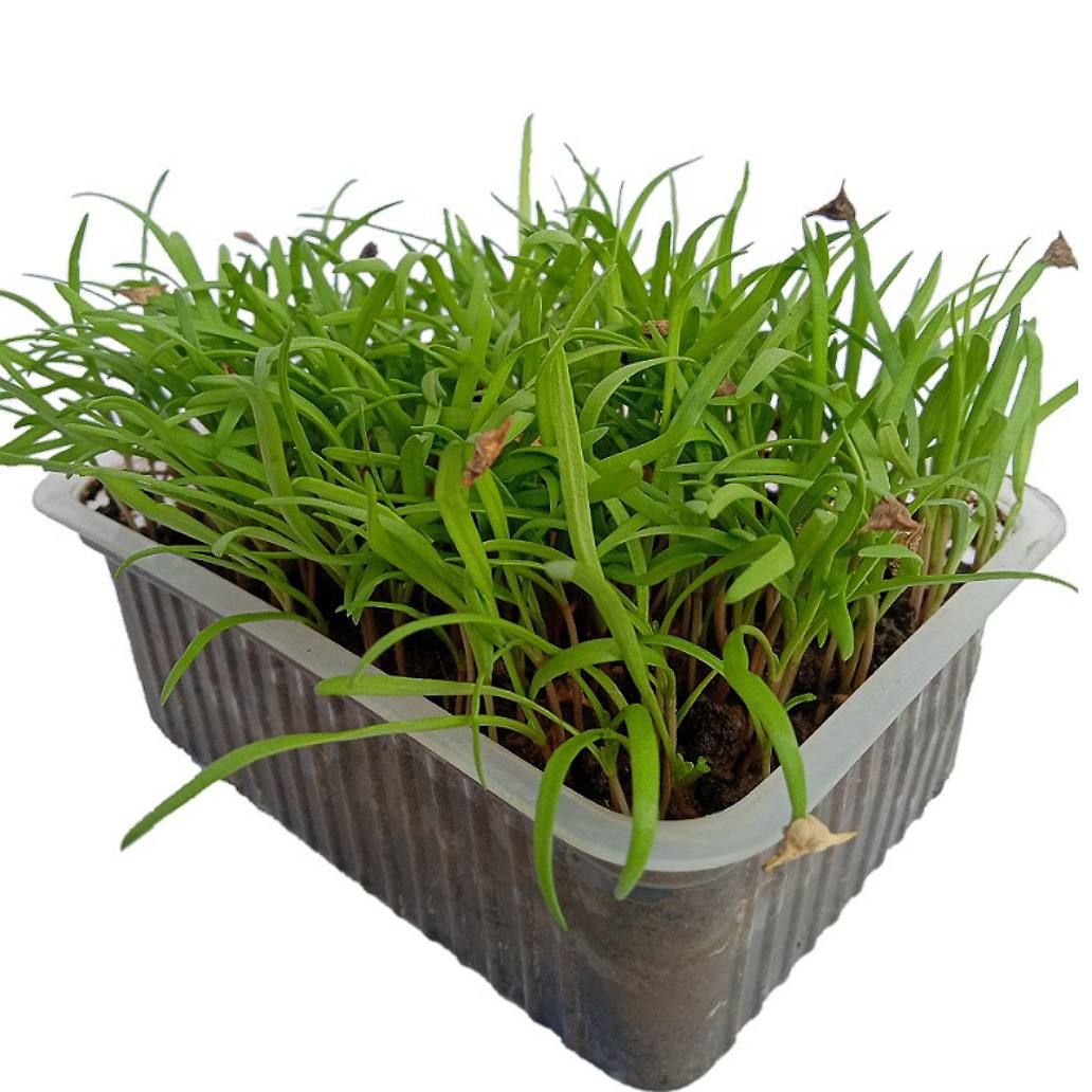 Microgreen Seeds – seed and plant
