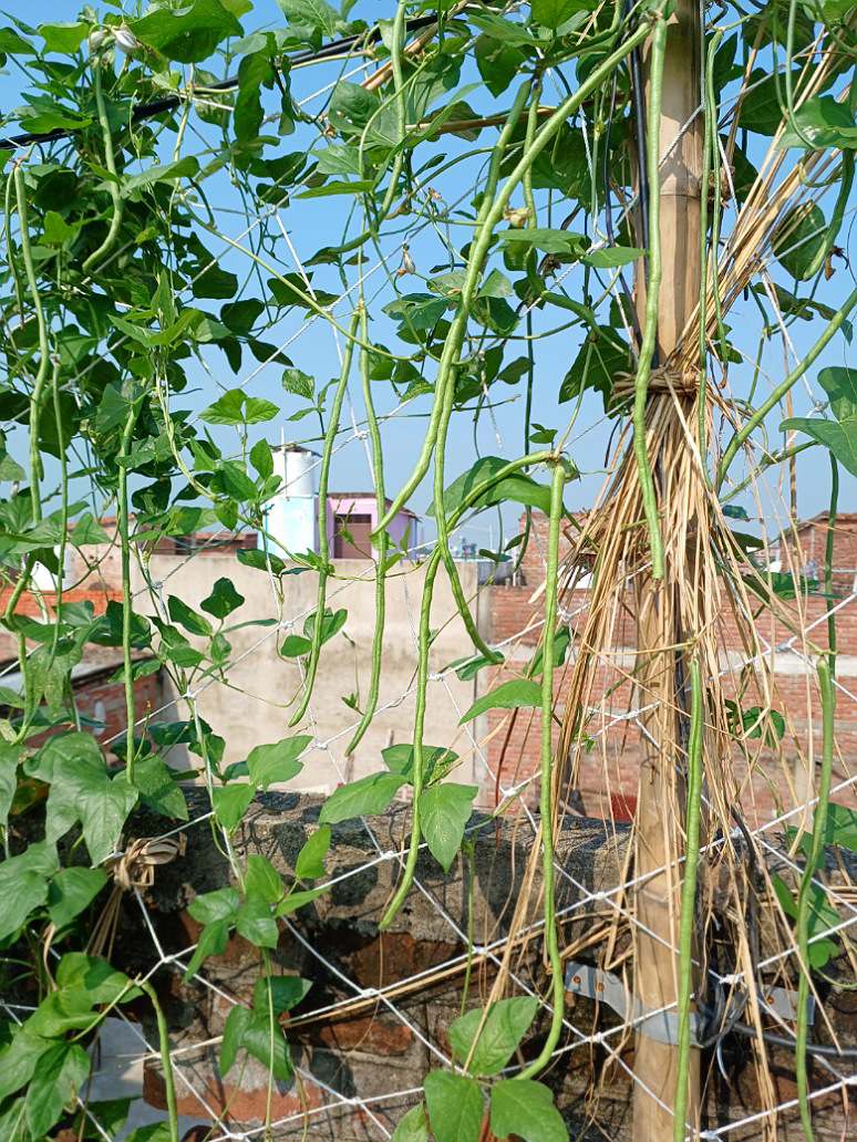 Cow Pea Long-Long Yard Bean- Barbati- Open Pollination Seeds – seed and ...