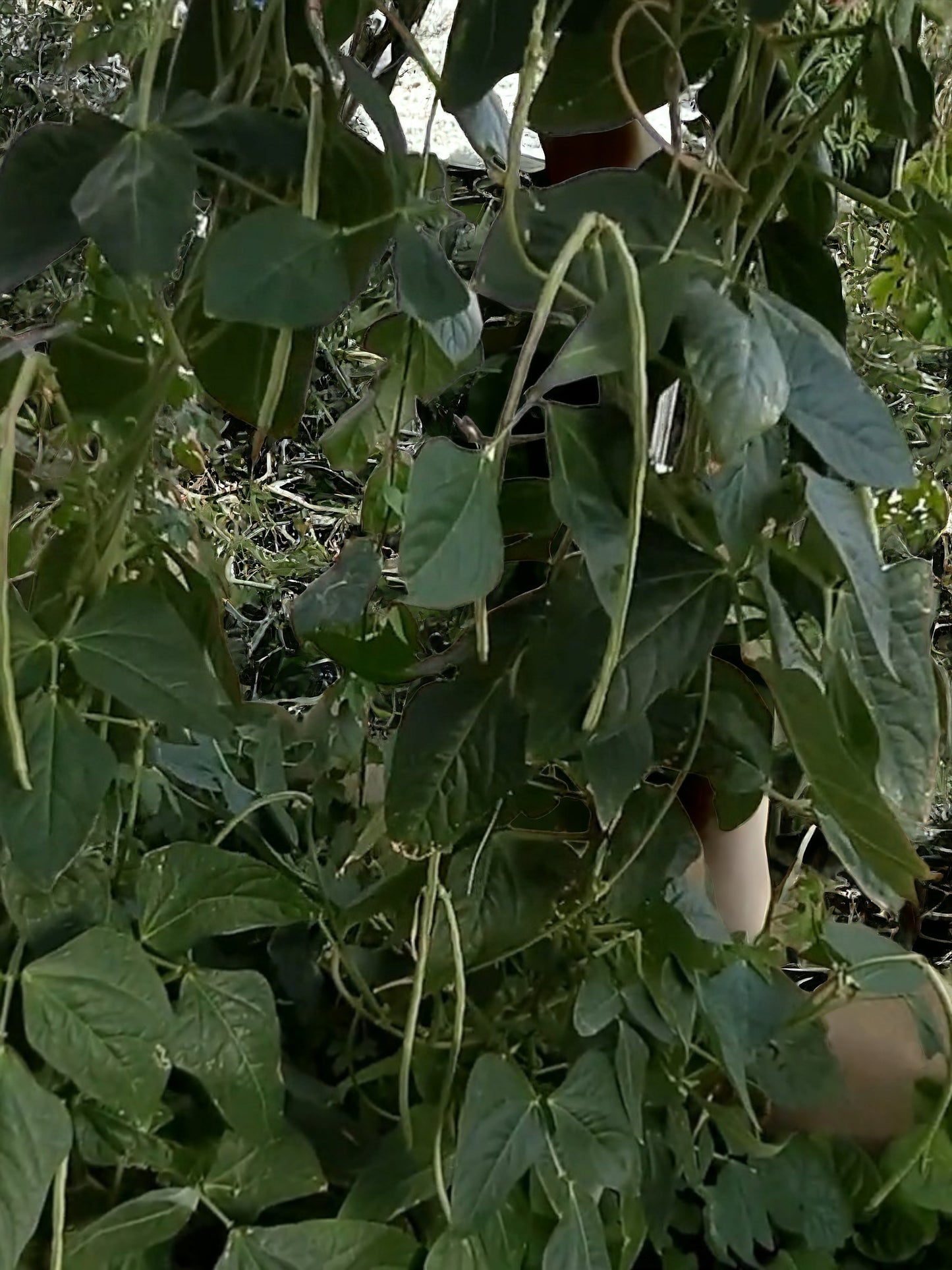 Cow Pea Long-Long Yard Bean- Barbati- Open Pollination Seeds – seed and ...
