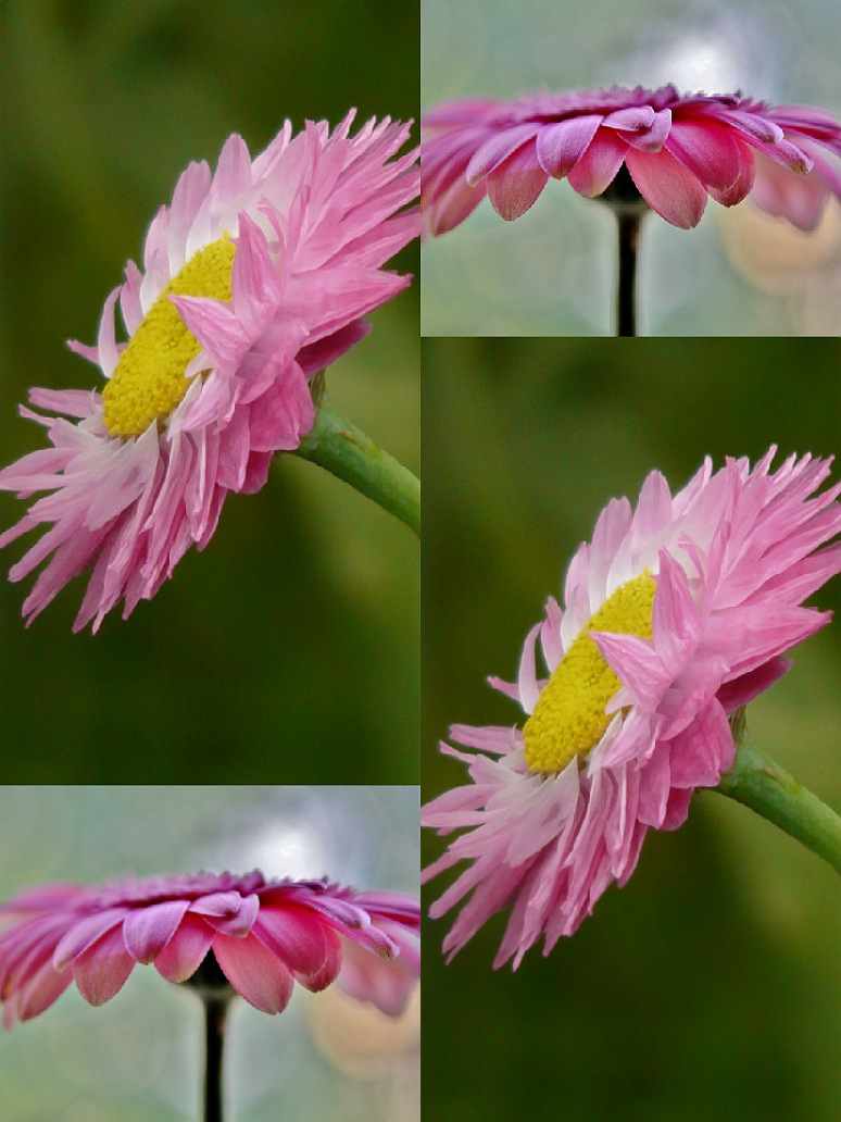 Acroclinium Mix - Open Pollination Seeds – seed and plant