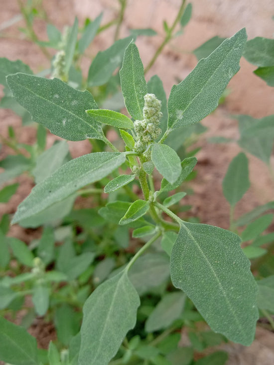 Bathua Saag - Open Pollination Seeds – seed and plant