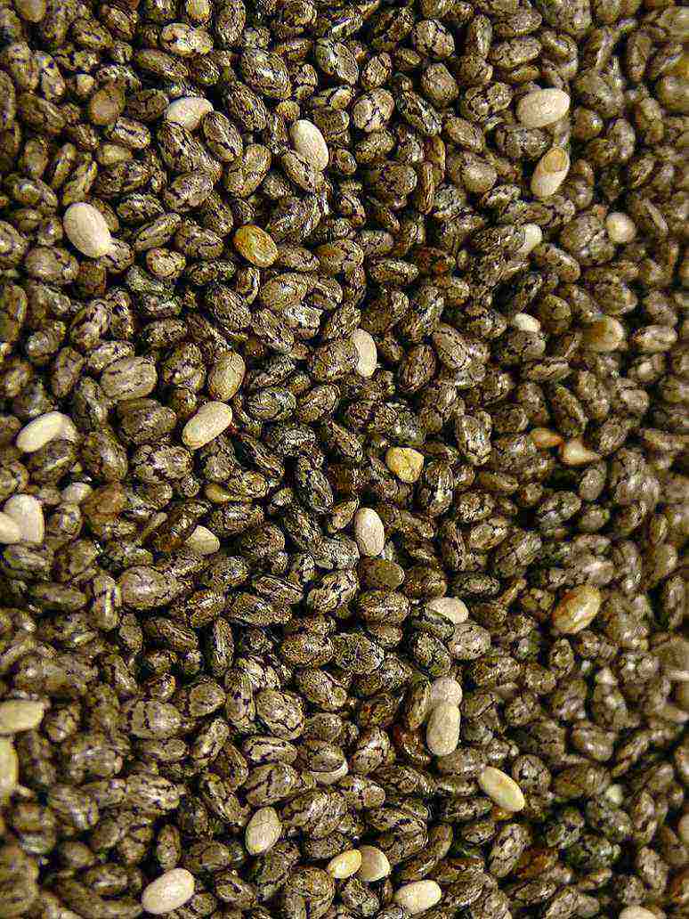 Chia Plant - Open Pollination Seeds – seed and plant