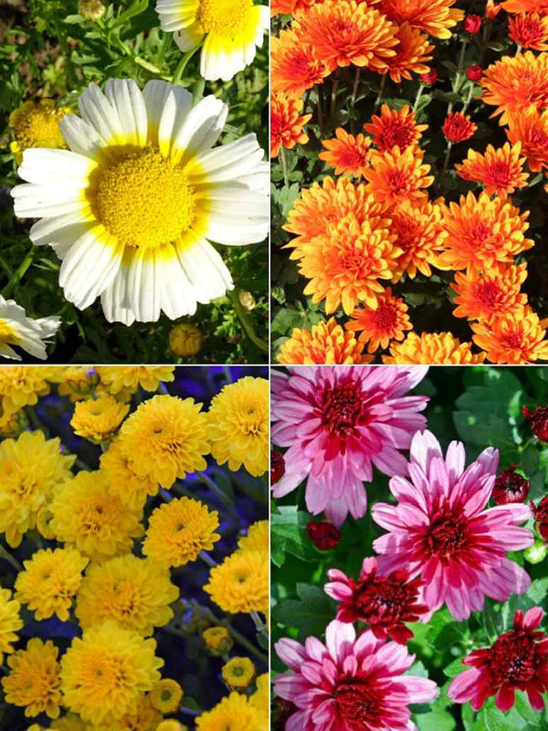 Chrysanthemum Carinatum ﻿Mix-Open Pollination Seeds – seed and plant