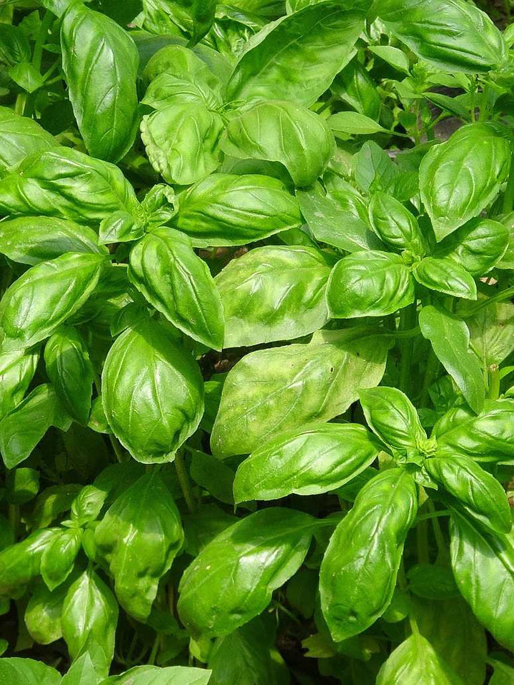 Herbs Seeds – seed and plant