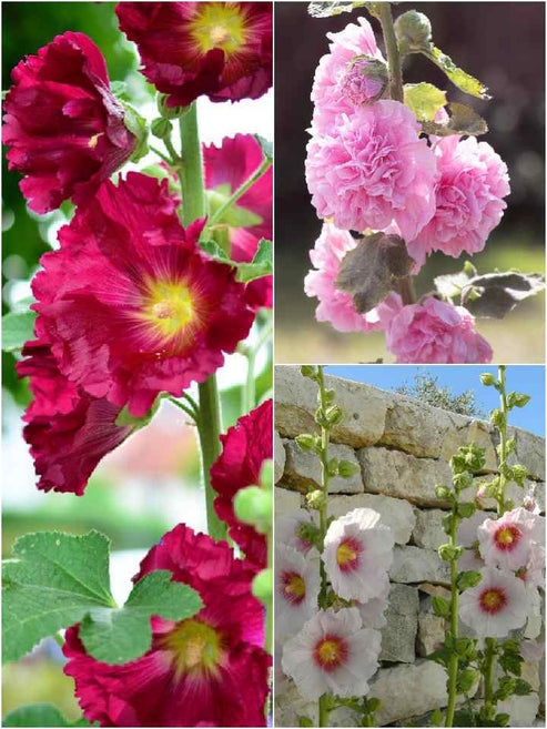 Hollyhocks Double Dwarf-Seed – seed and plant