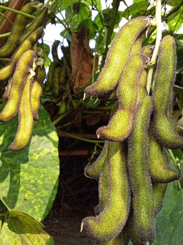 Kaunch/Kavach Seeds -Open Pollinated – seed and plant