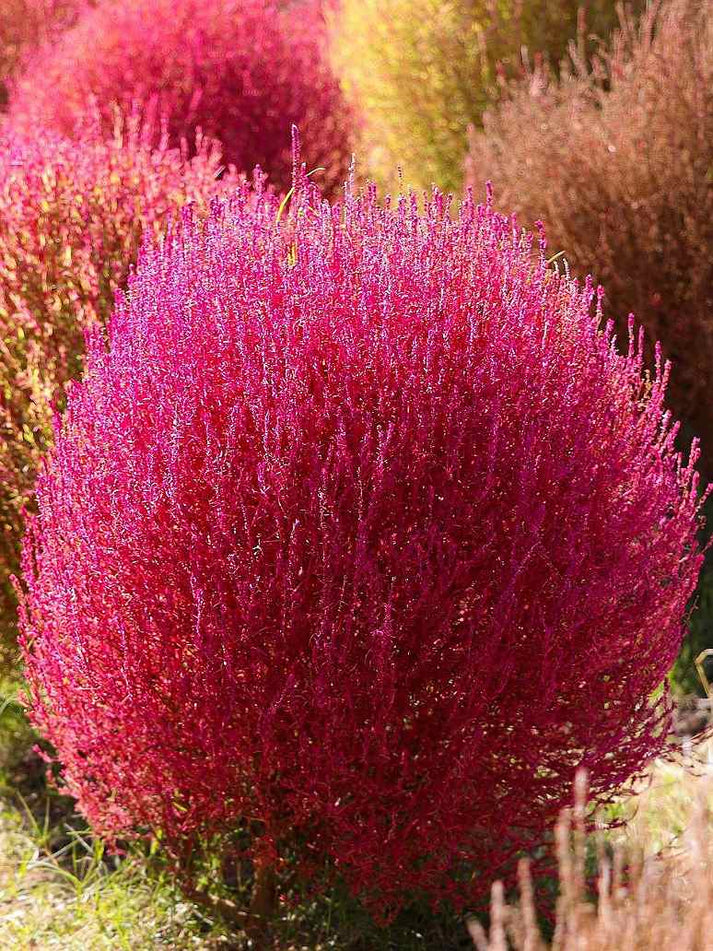 Kochia Burning Bush Seeds – seed and plant