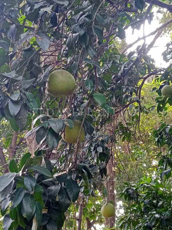Pamelo Fruit (Gagal phal ) Seeds – seed and plant