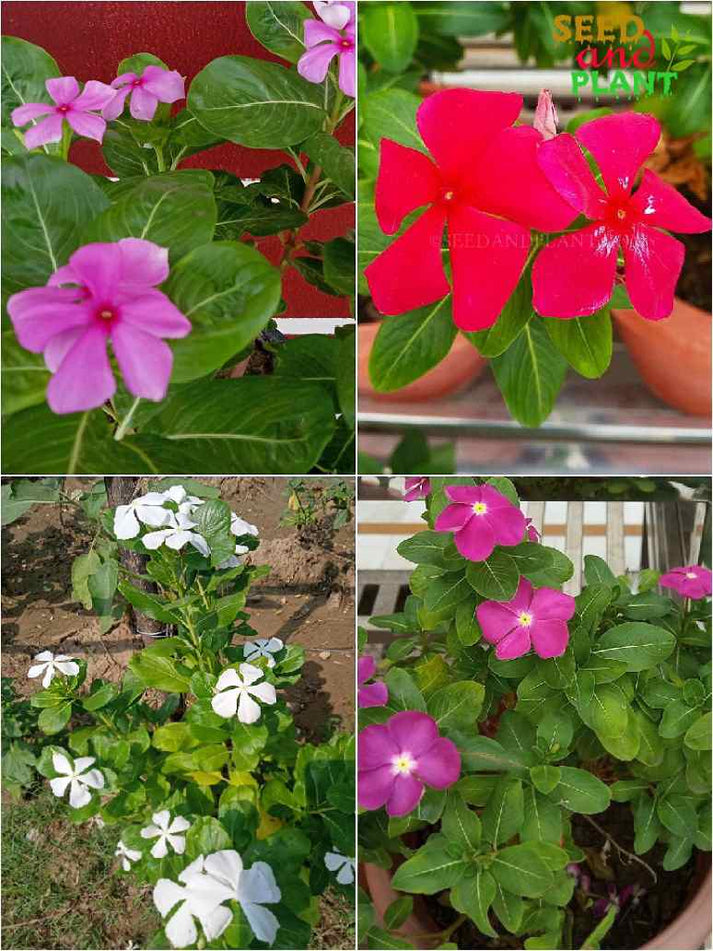 Vinca Rosea Dwarf Mix Seeds – seed and plant